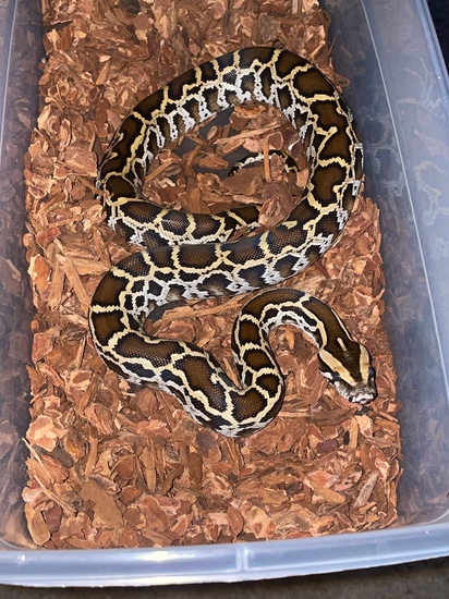 Normal Het Patternless 66% Ph Labyrinth 50% Ph Albino Burmese Python by Barbee Doll House of Burms