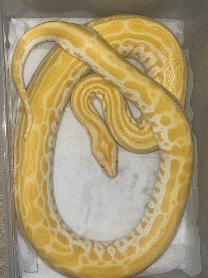 Pearl Labyrinth Burmese Python by Barbee Doll House of Burms