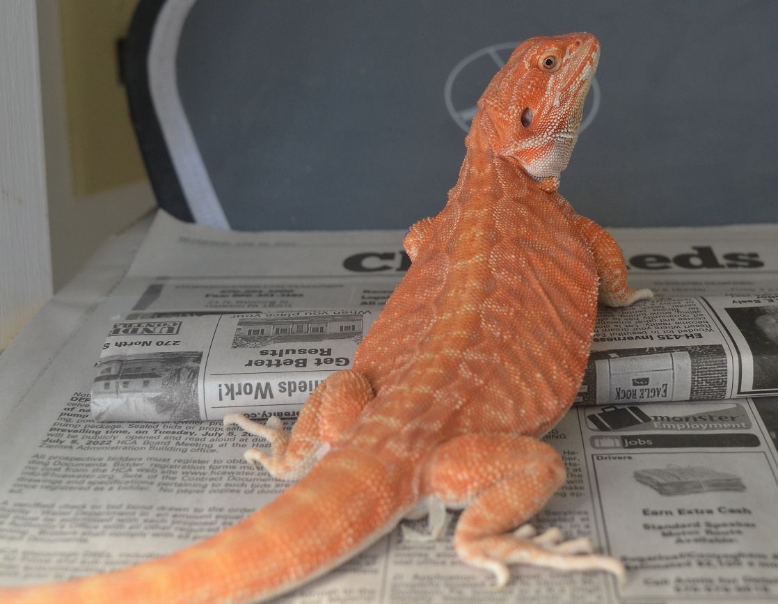 Red/Orange Hypo Leatherback Central Bearded Dragon by Dachiu Bearded ...