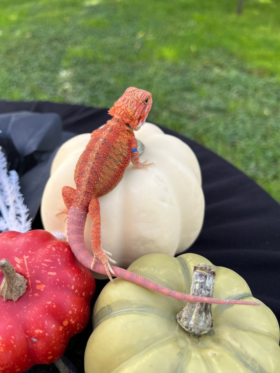 Red Hypo Translucent Central Bearded Dragon by Dachiu Bearded Dragons ...