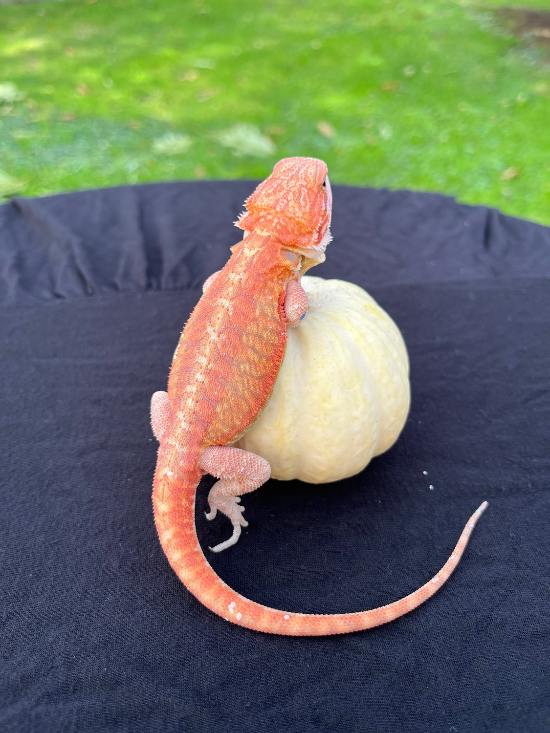 Hypo Translucent Leatherback Central Bearded Dragon by Dachiu Bearded ...