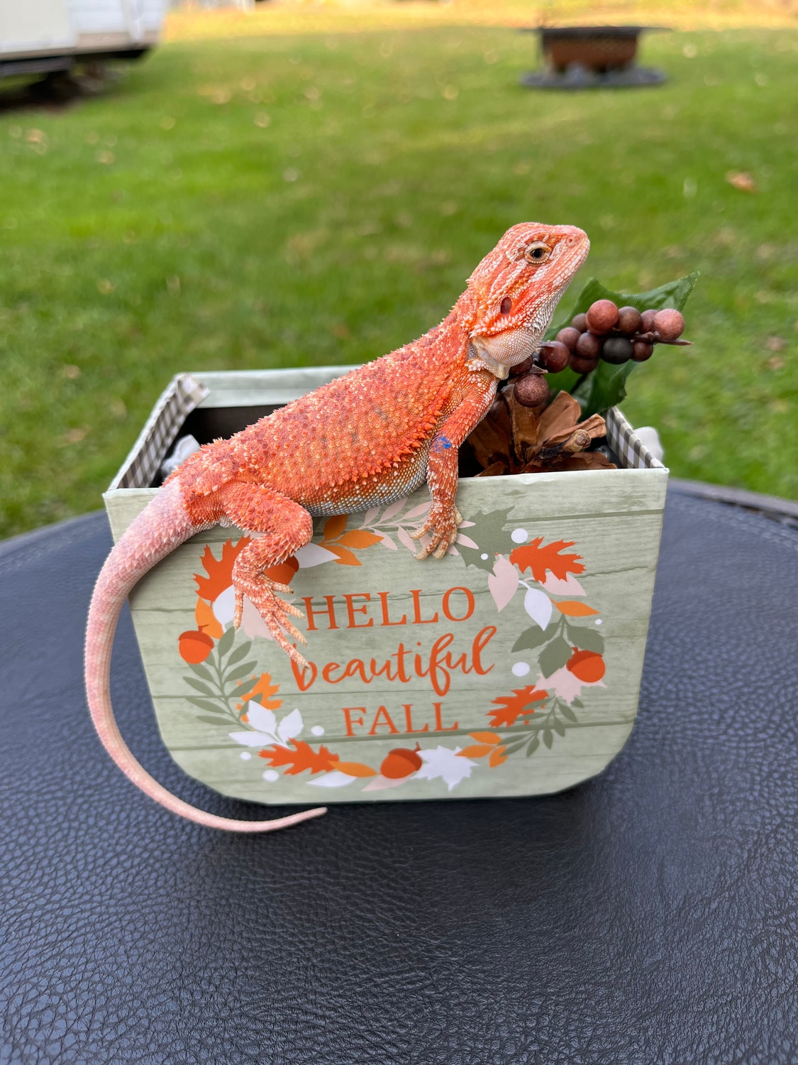 Red Hypo Translucent Central Bearded Dragon by Dachiu Bearded Dragons ...