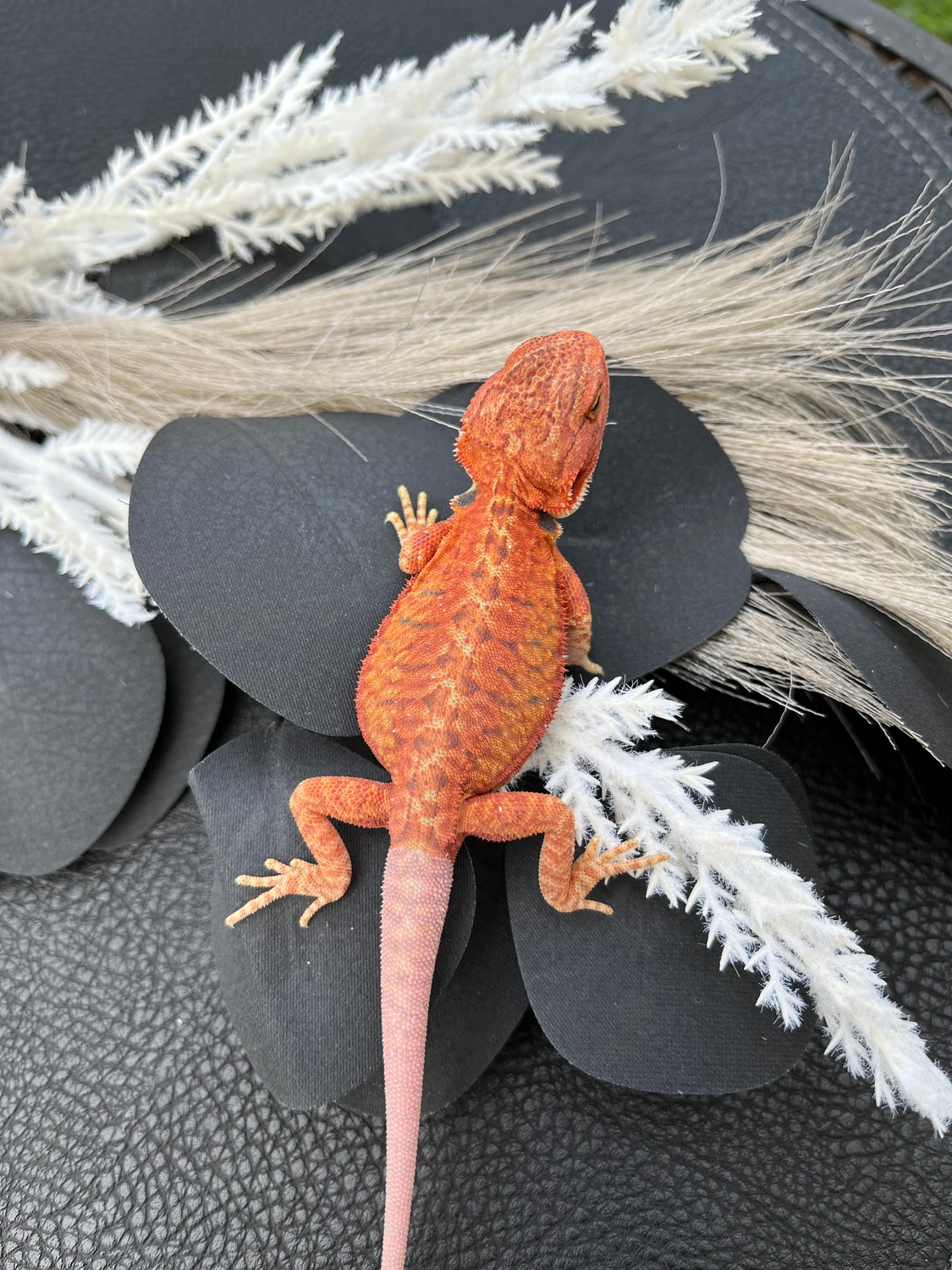 Red HypoTranslucent Leatherback Central Bearded Dragon by Dachiu ...