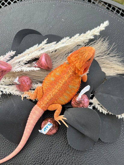 Red/Orange Hypo Translucent Central Bearded Dragon by Dachiu Bearded ...