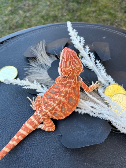 Red Orange Tiger Leatherback Central Bearded Dragon by Dachiu Bearded ...