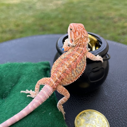 Dachiu Bearded Dragons - MorphMarket