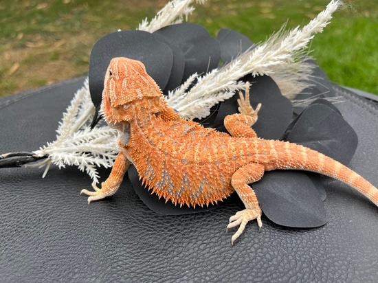 Orange Hypo Central Bearded Dragon by Dachiu Bearded Dragons
