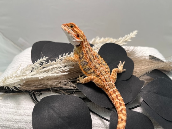 Pretty Het Translucent Central Bearded Dragon by Dachiu Bearded Dragons