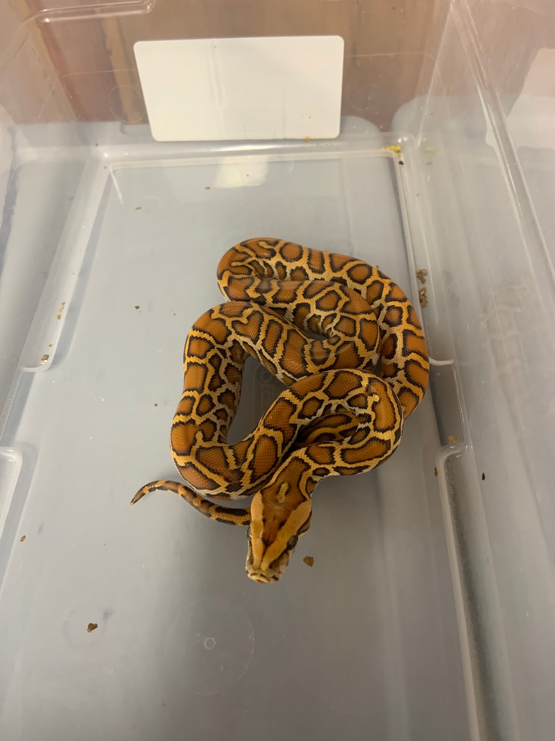 Caramel Burmese Python by Dacreptiles - MorphMarket