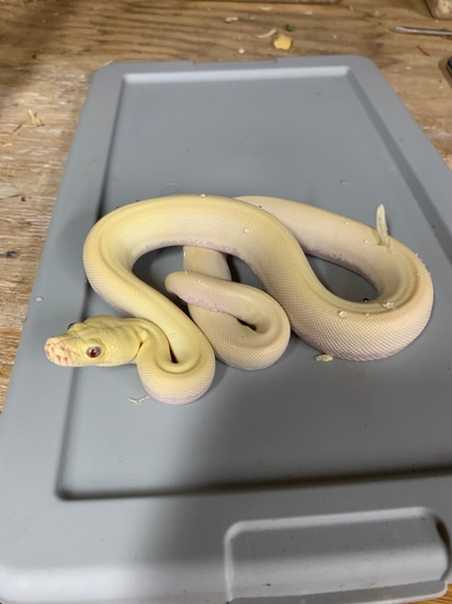 Blizzard Burmese Python by Dacreptiles