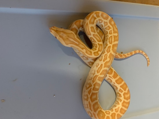 Pearl 50% Het Gc Caramel Burmese Python by Dacreptiles