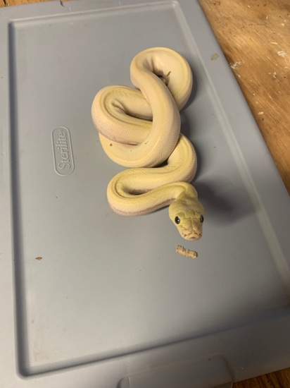 Ivory Burm Het 66 Albino 50 Gc Caramel Burmese Python by Dacreptiles