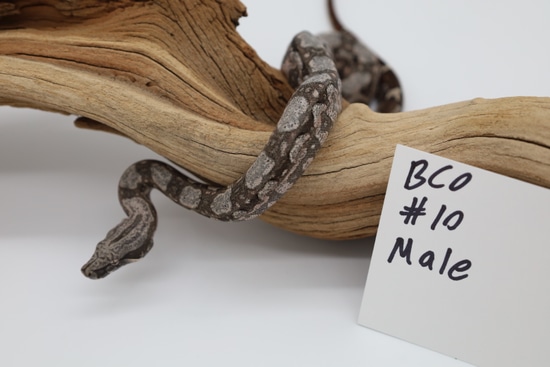 Beautiful Argentine Boa Argentine Boa Constrictor by Dad bod exotics