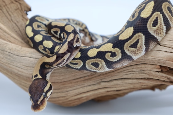 Yellow Belly Phantom Ball Python by Dad bod exotics
