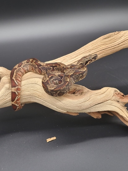 Hypo IMG Het Leopard 50% Het VPI, RDR BEA Boa Constrictor by Dad bod ...