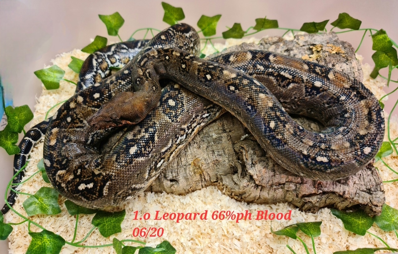 Leopard 66% Ph Blood 1.o Boa Constrictor by Boa-Burmese - MorphMarket