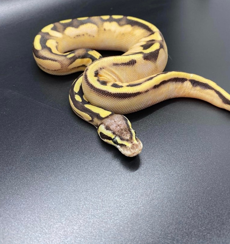 Firefly Calico Od Pos Yellowbelly Ball Python by Hart Attack Reptiles’s ...
