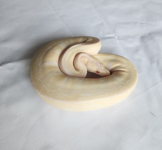 Albino Pinstripe Ball Python by DAReptiles