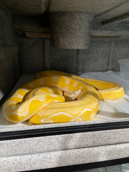Super Sunfire Albino Het. Genetic Stripe Reticulated Python by The ...
