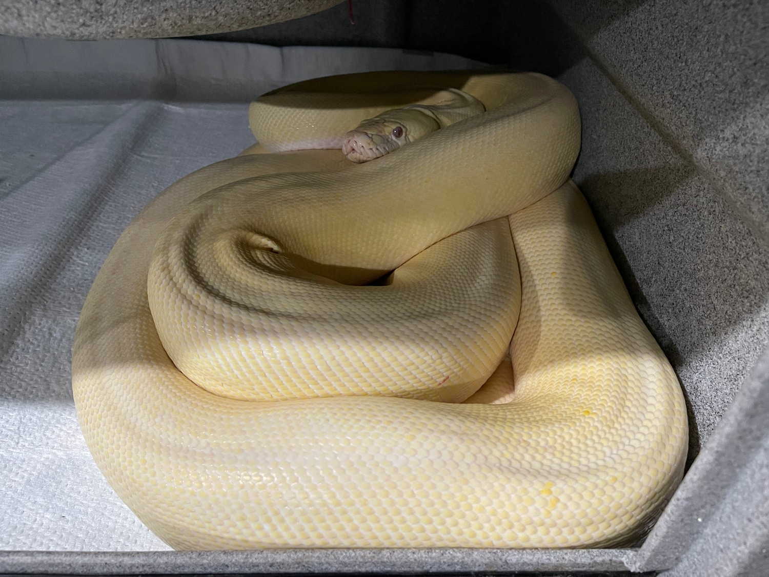 Albino Motley Goldenchild (Poss. Platinum/Tiger) Reticulated Python by ...