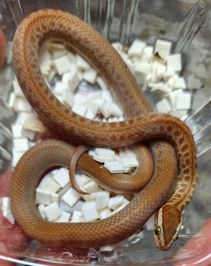 Cape Het Albino House Snakes by Adam Jessien