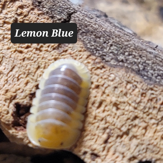 Lemon Blue Cubaris Sp Isopod by Daggi's Reptiles