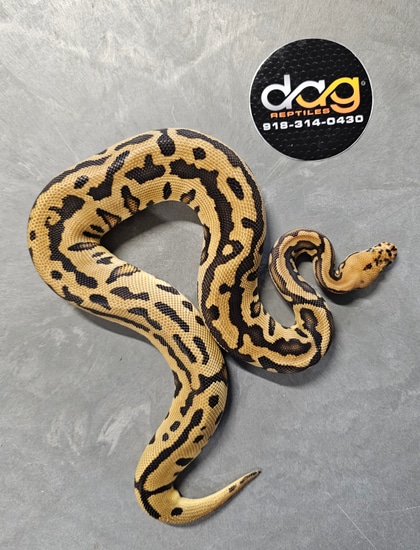 Fire Batman Ball Python by DAG Reptiles