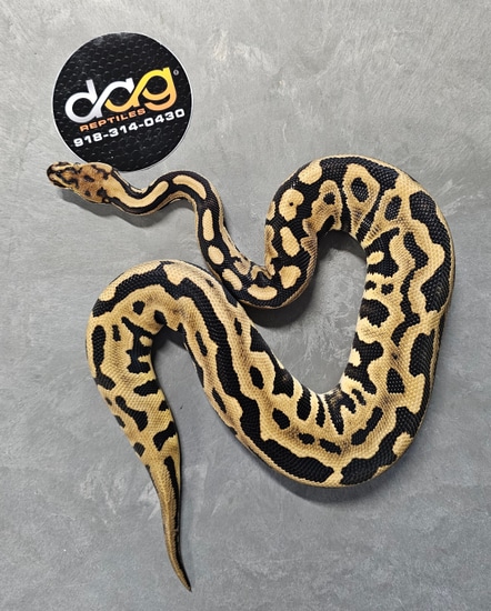 Fire Leopard Spotnose Het Clown Ball Python by DAG Reptiles