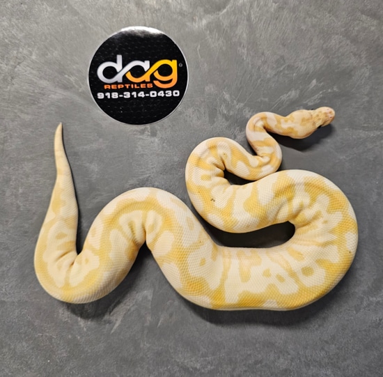 Banana Fire Spotnose Clown Ball Python by DAG Reptiles