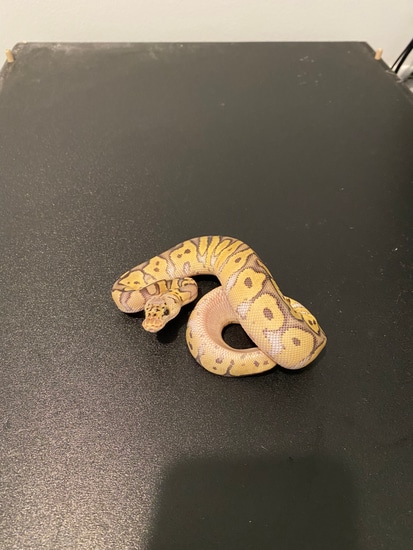 Super Pastel Yellow Belly Clown Pos Xtreme Gene Ball Python by Rico’s ...