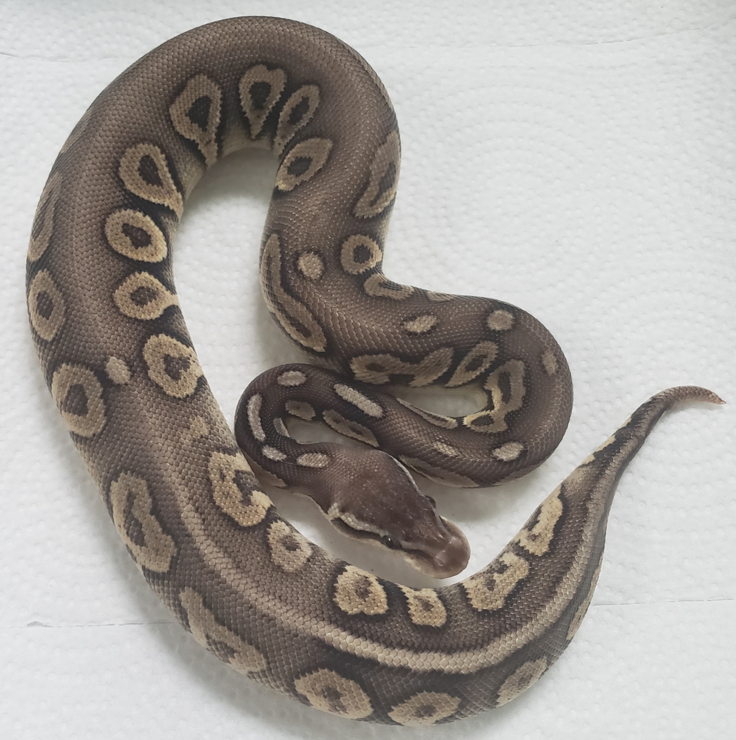 Possible Sandblast Pewter Yellowbelly Poss Het Pied Ball Python by ...