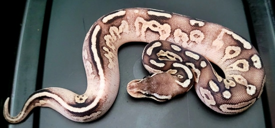 Pewter Sandblast Yellowbelly Poss Het Pied Ball Python by Glamorous Pythons