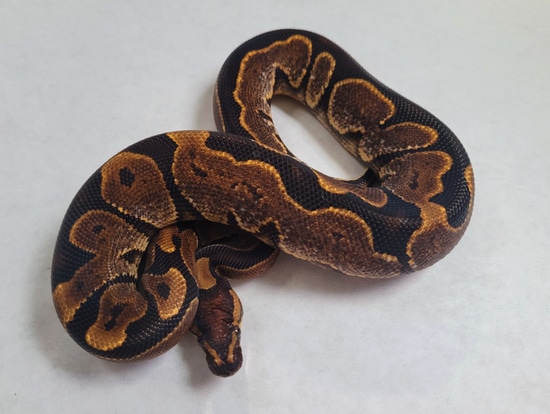 Sugar Granite 50% Poss Het Pied Ball Python by Glamorous Pythons
