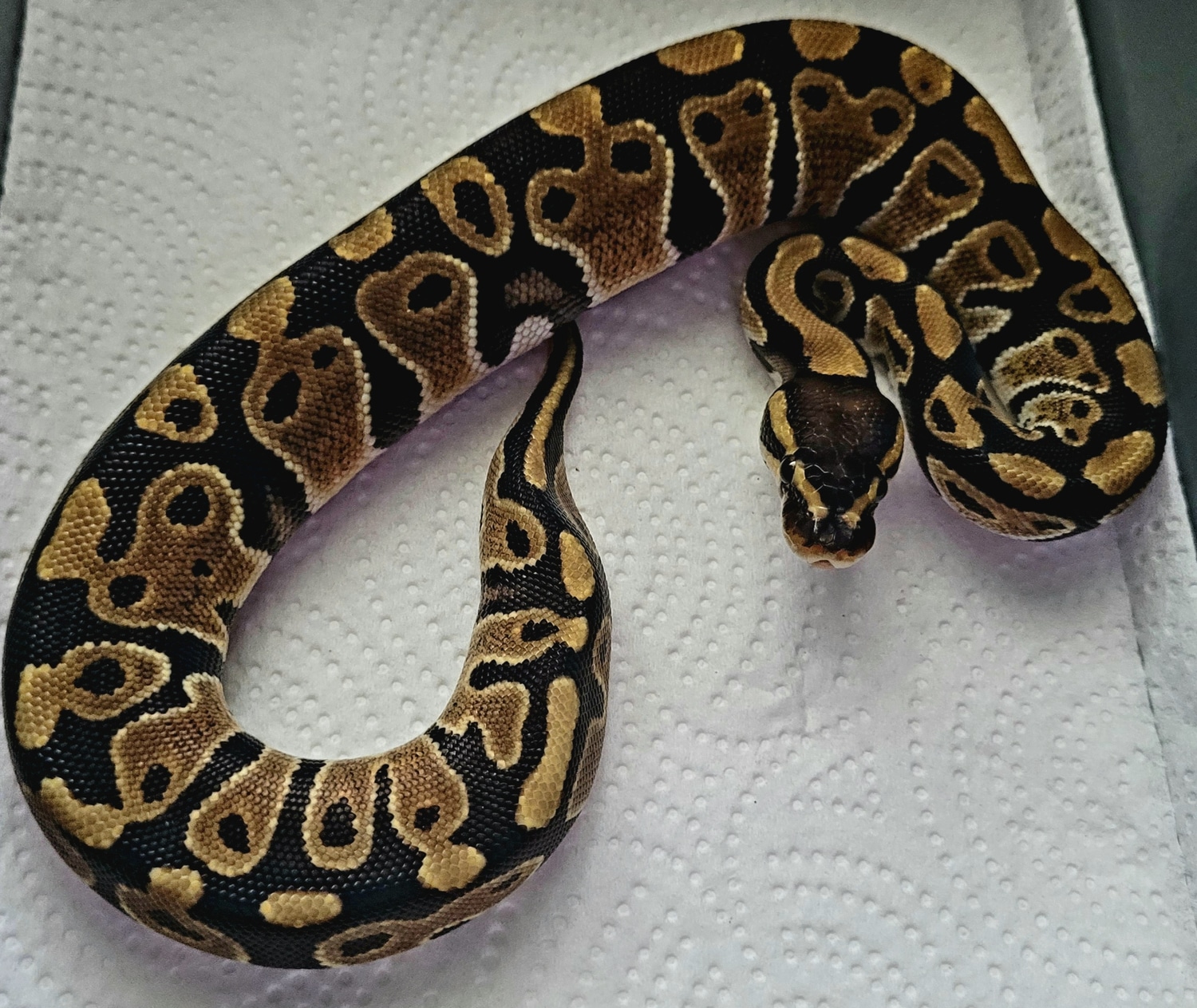 Normal 66% Poss Het Pied Ball Python by Glamorous Pythons - MorphMarket