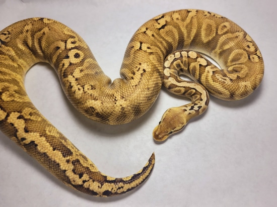 Black Pewter GHI 100% Het Tsk Axanthic Poss Het Lavender Ball Python by ...