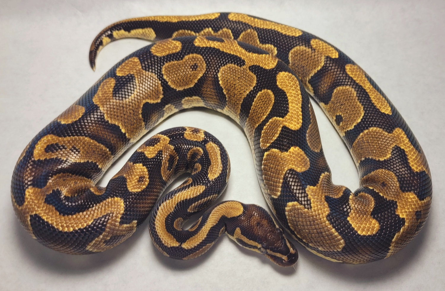 Glamorous Pythons's Collection - MorphMarket
