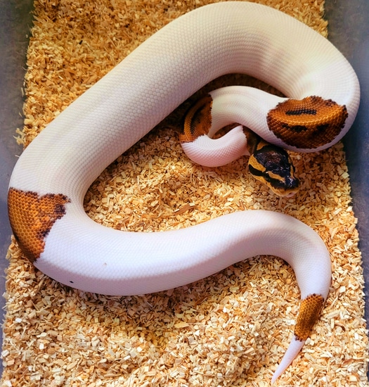 Sugar Orange Dream Pied Ball Python by Glamorous Pythons