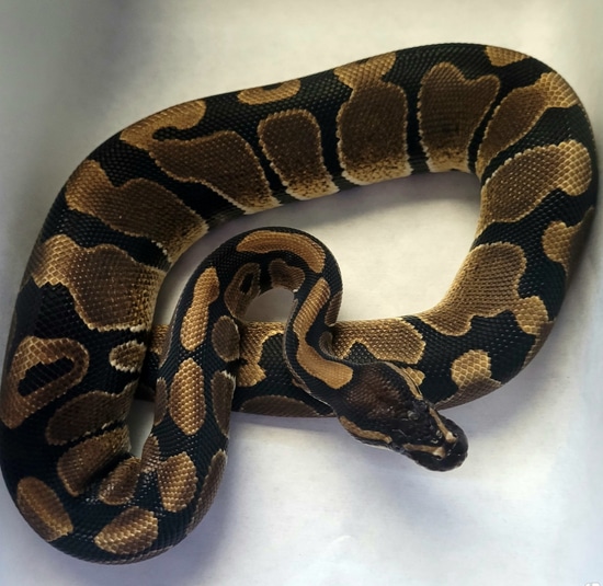 Assassin (New Gene)dark Granity Type 50% Poss Het Desert Ghost And ...