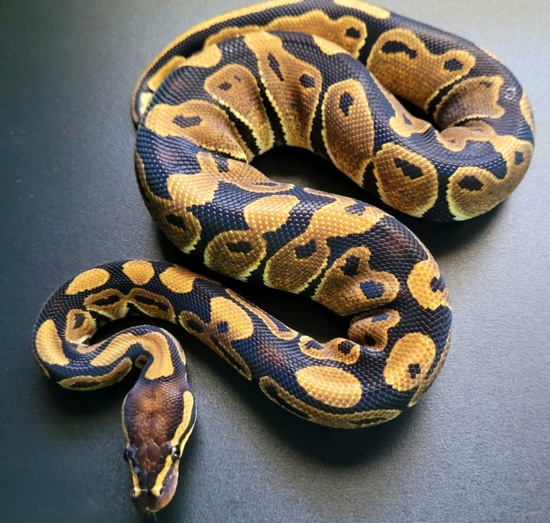 Dinker (Poss Orange Dream And Fire 50% Poss Het DG /Pied) Ball Python by Glamorous Pythons