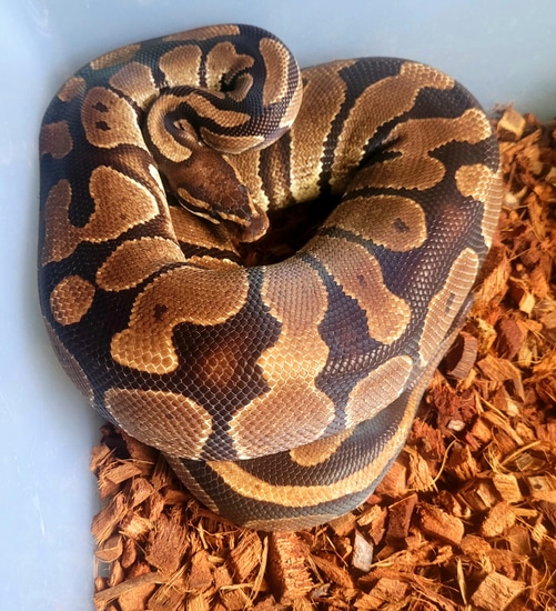 African Import Ball Python by Glamorous Pythons