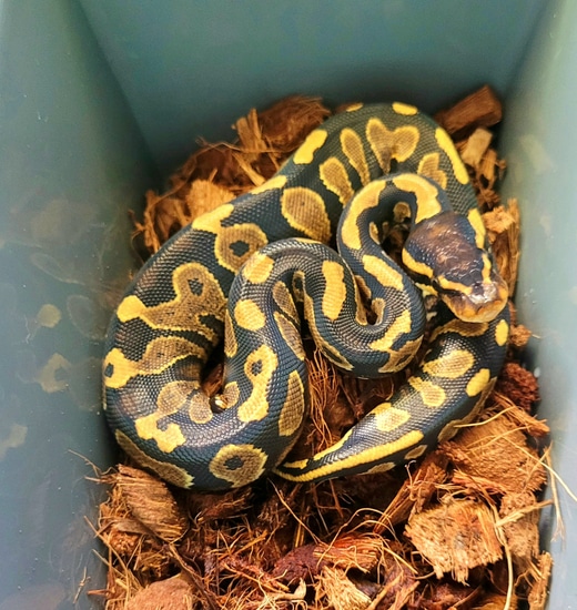 Yellowbelly 100% Het Desert Ghost 50% Poss Het Cryptic And 50% Poss Het ...