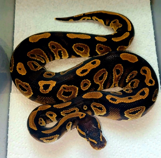 🔥🔥🔥🔥2 Snake Package Blackhead Het Clown Poss Het DG Cryptic Ball Python by Glamorous Pythons