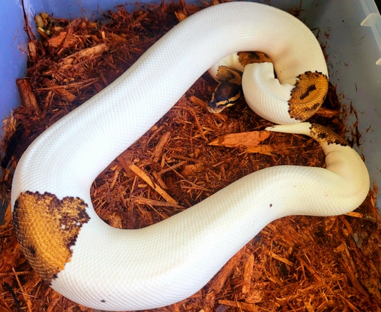 Sugar Pied(Poss OD )66%poss Het Clown Ball Python by Glamorous Pythons
