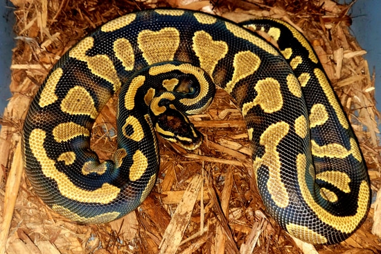 🔥🔥 Male And Female Pair(Orange Dream Yellowbelly Het DG 50% Poss Het ...