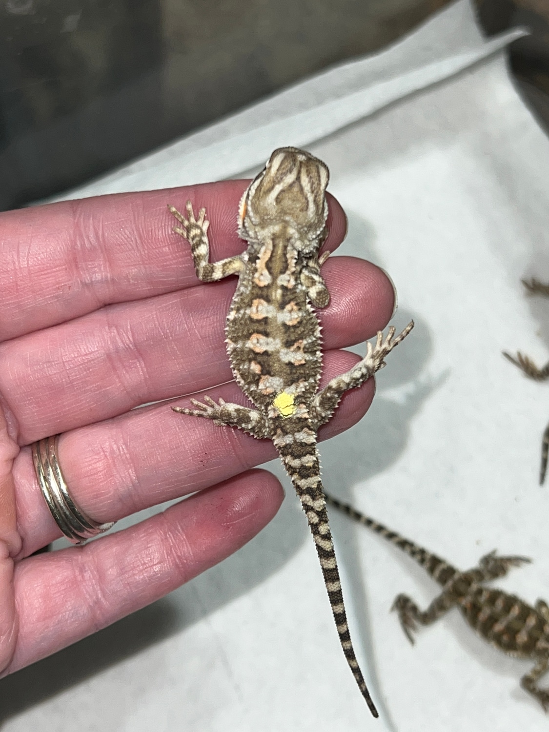 Rankins Rankin's Dragon by Daingerfield Exotics - MorphMarket