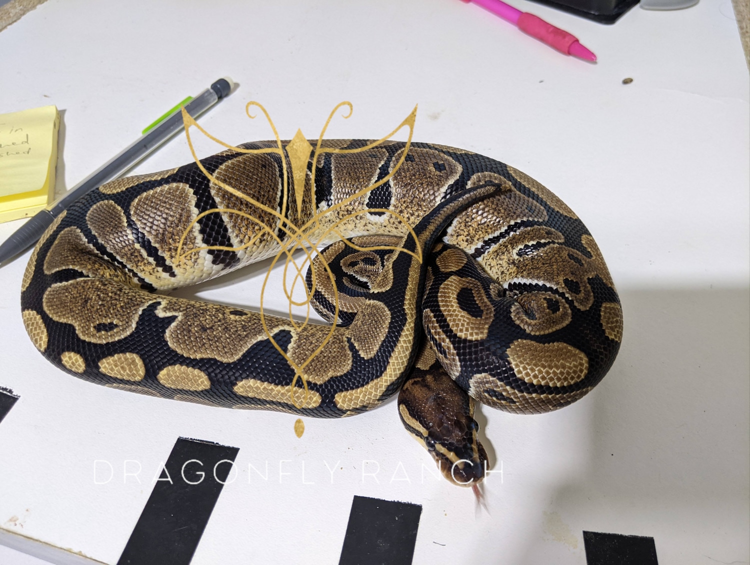 50% DH Clown Pied Ball Python by DragonFly Ranch - MorphMarket