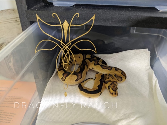 Azula Ball Python by DragonFly Ranch