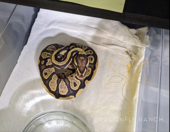 Black Pastel Fire Het Clown PH Hypo FREE SHIPPING Ball Python by DragonFly Ranch