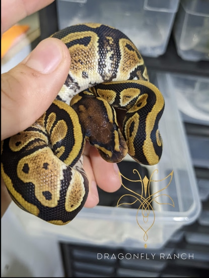 66% Het Clown PH Hypo Ball Python by DragonFly Ranch
