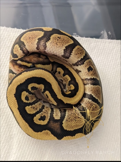 Lava Girl Ball Python by DragonFly Ranch